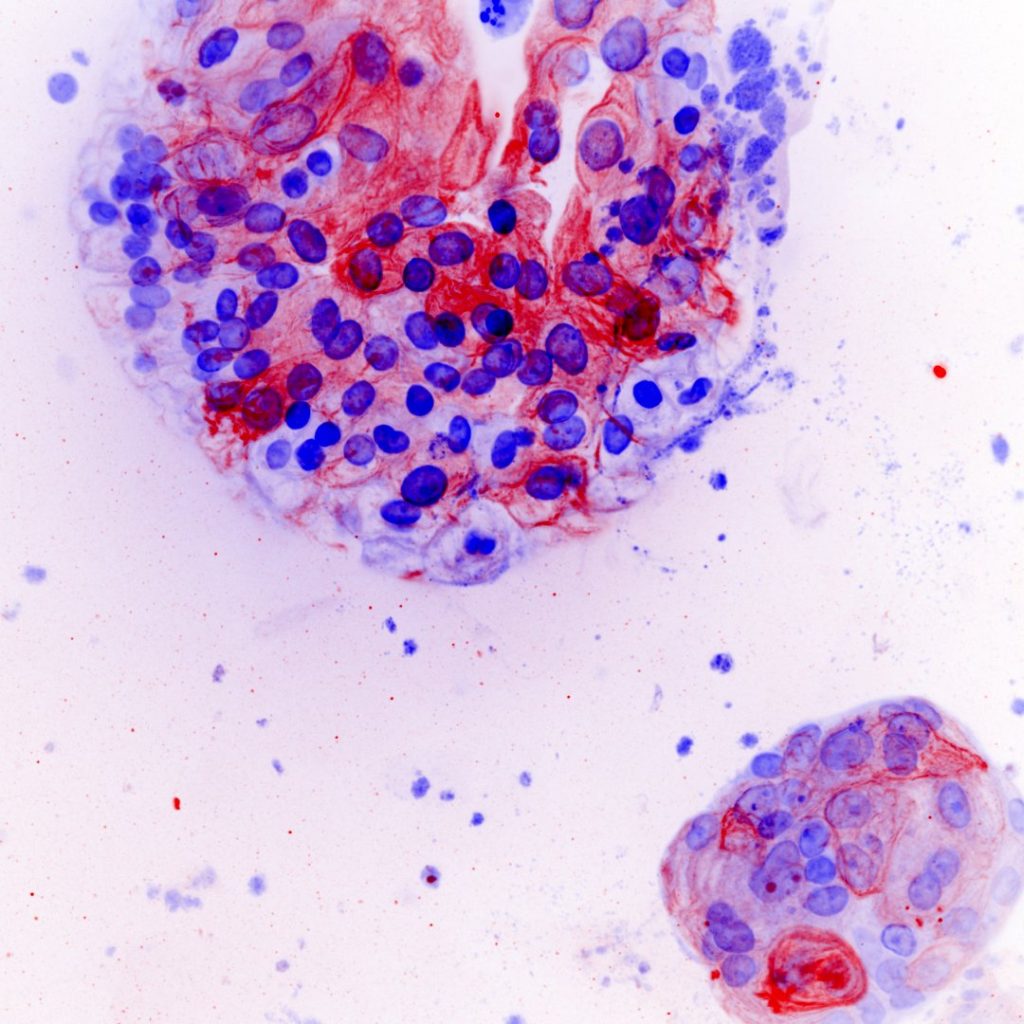 Home - London Stem Cell Network